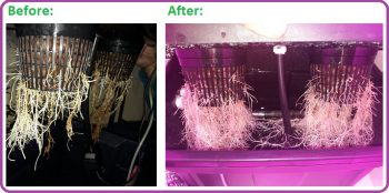 Biodyne Environoc 401 Microbes - Online Hydroponics Shop