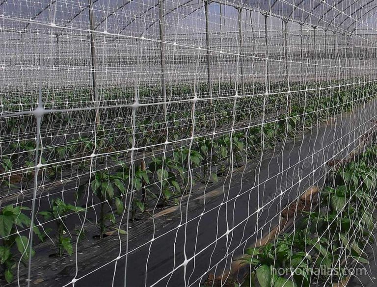 Scrog Netting - Online Hydroponics Shop